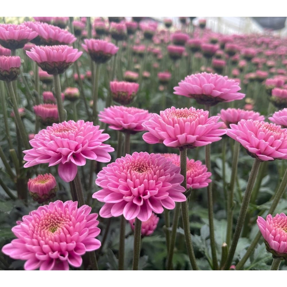 Buttons Archives - Uniflor