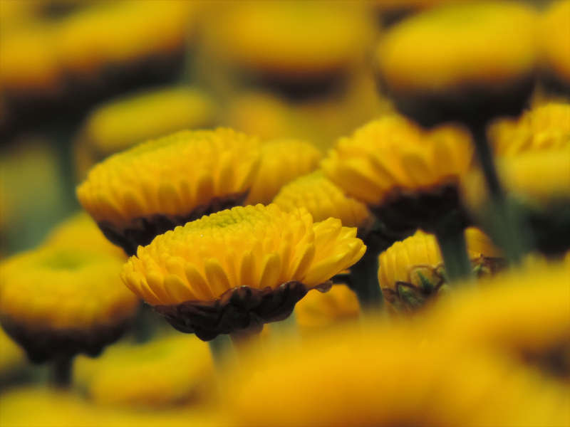 About Us - Uniflor S.A.S.