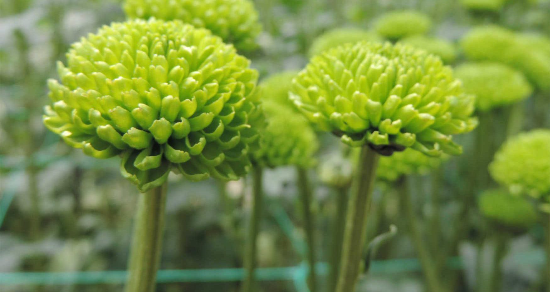 Our Team - Uniflor - Know the Uniflor commercial team