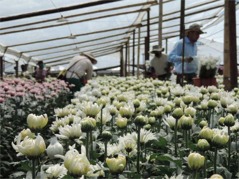 About Us - Uniflor S.A.S.