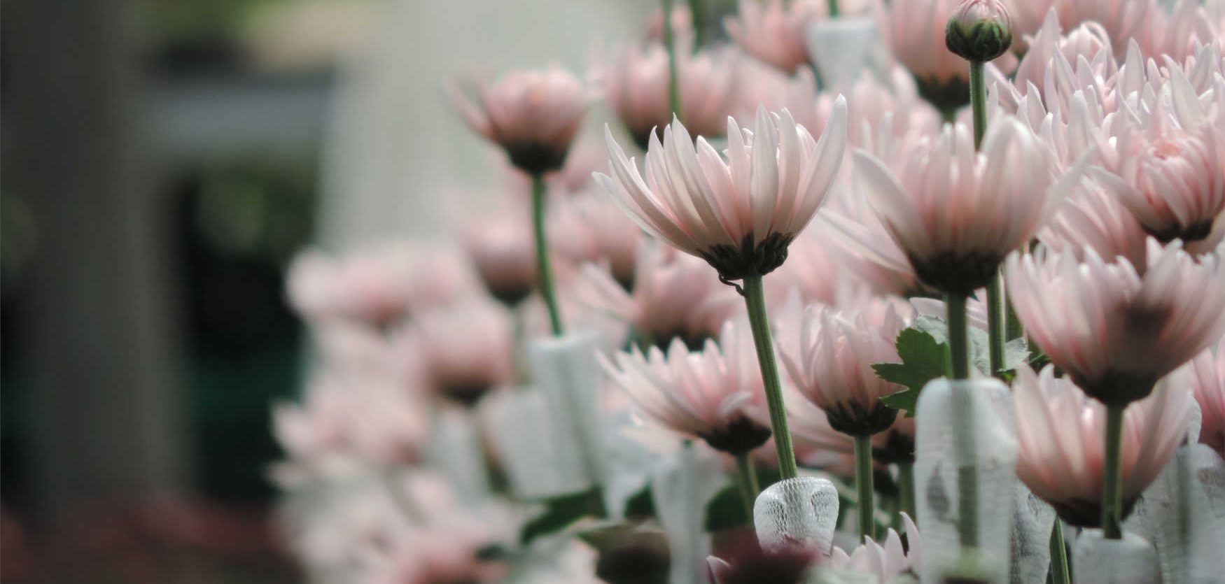 About Us - Uniflor S.A.S.