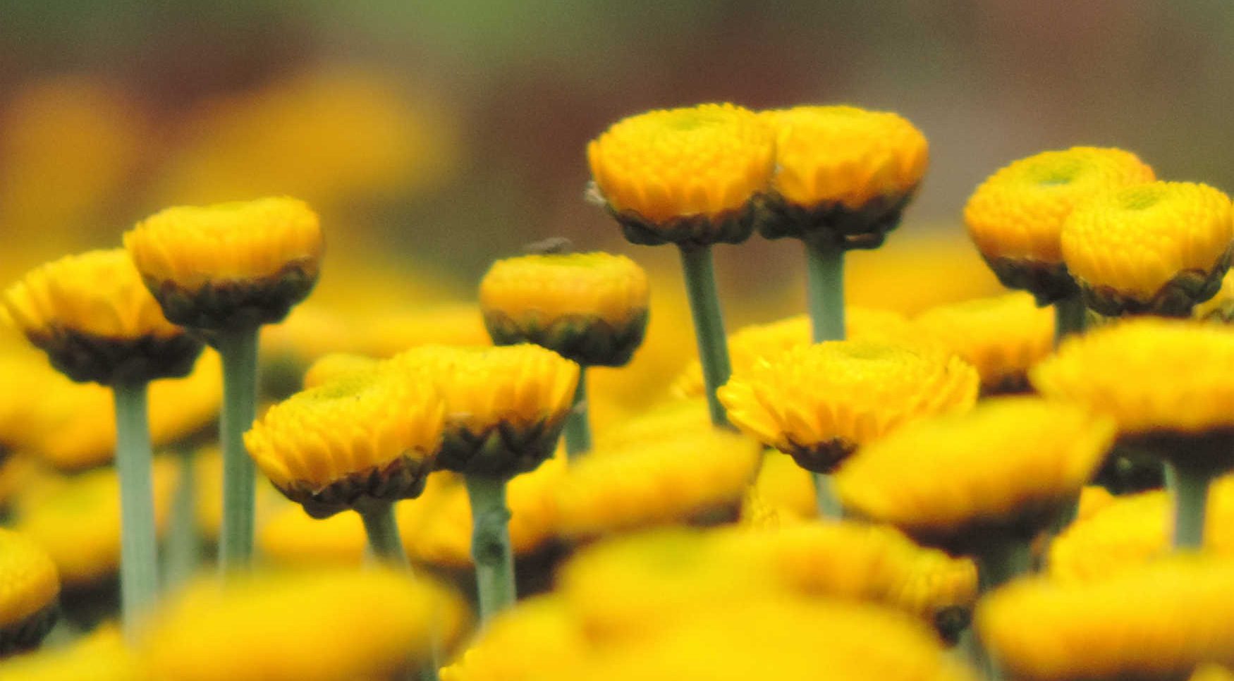 About Us - Uniflor S.A.S.