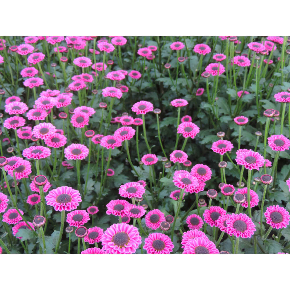 Molly Pink Chrysanthemums Flower - Uniflor