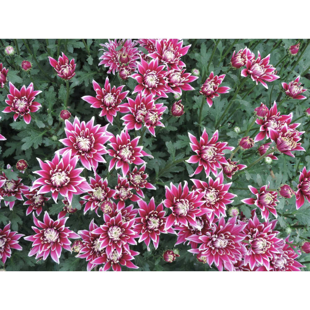 Novelties Archives - Uniflor