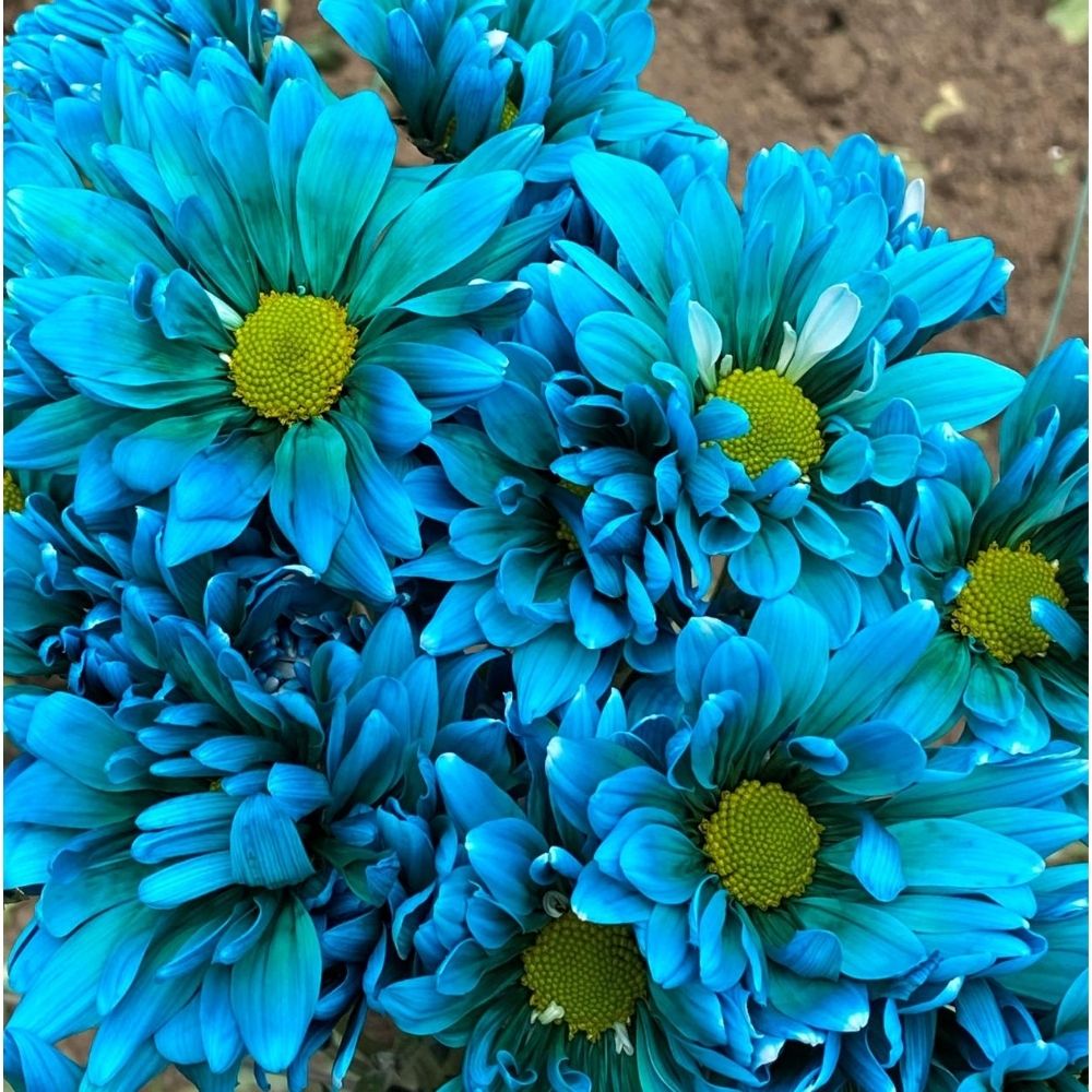 Aquamarine Neon Tinted Daisy - Uniflor