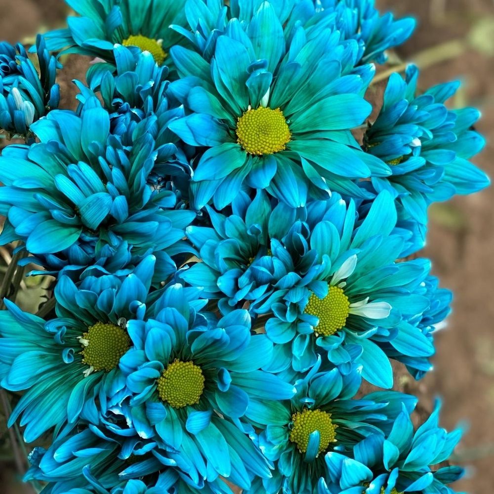 Aquamarine Neon Tinted Daisy - Uniflor