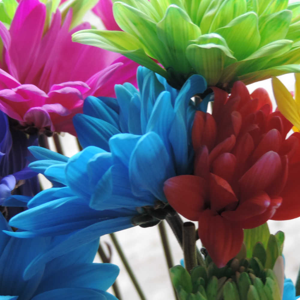 Neon Daisy - Uniflor