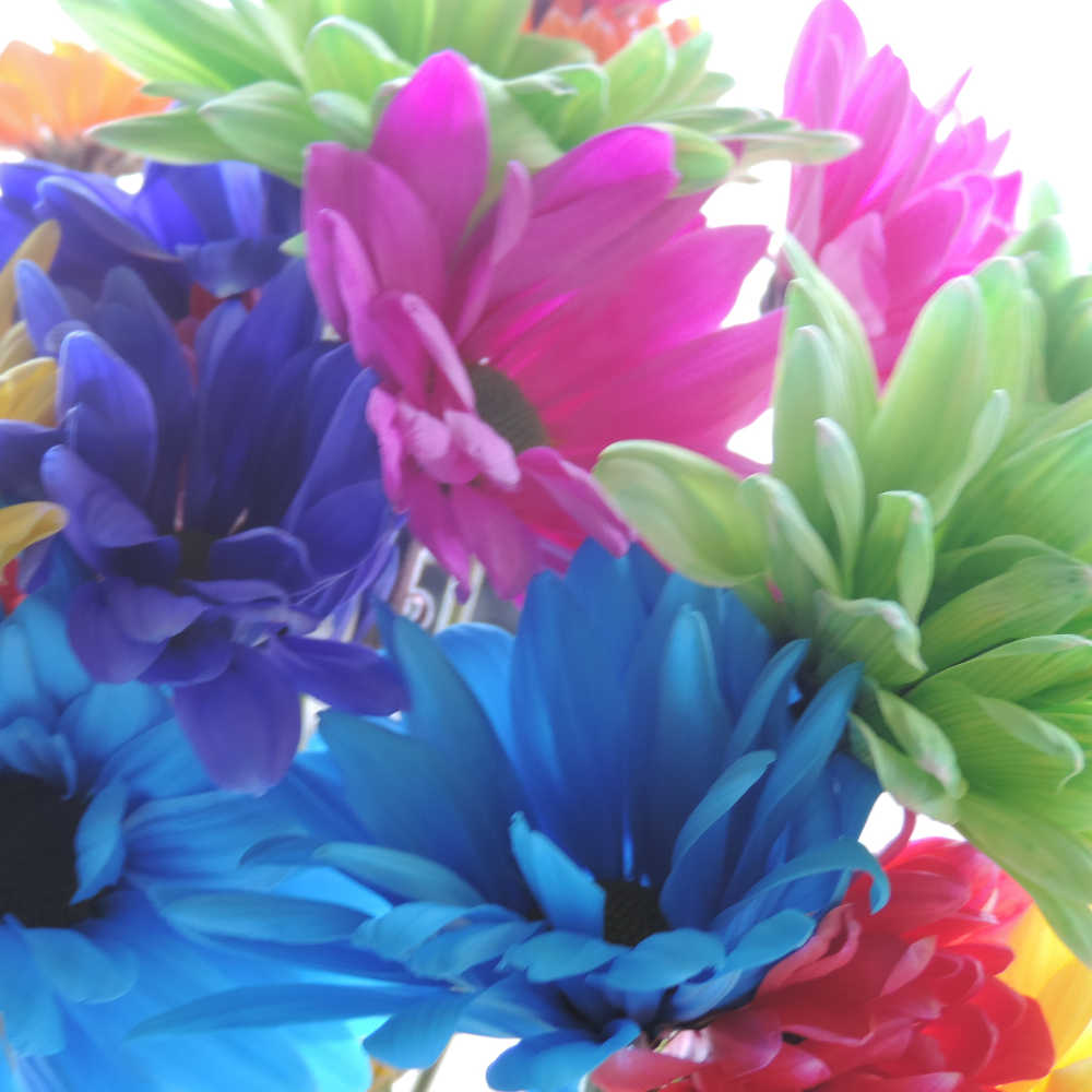 Neon Daisy - Uniflor