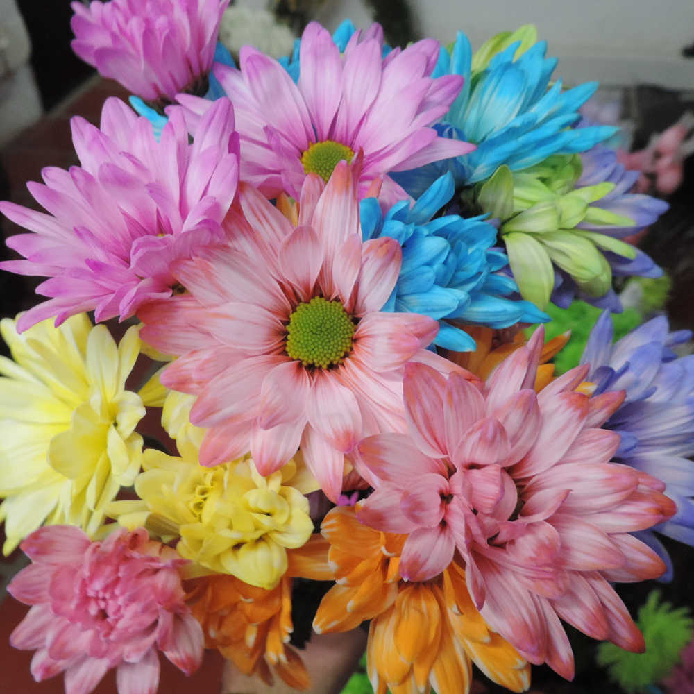 Pastel Daisy - Uniflor