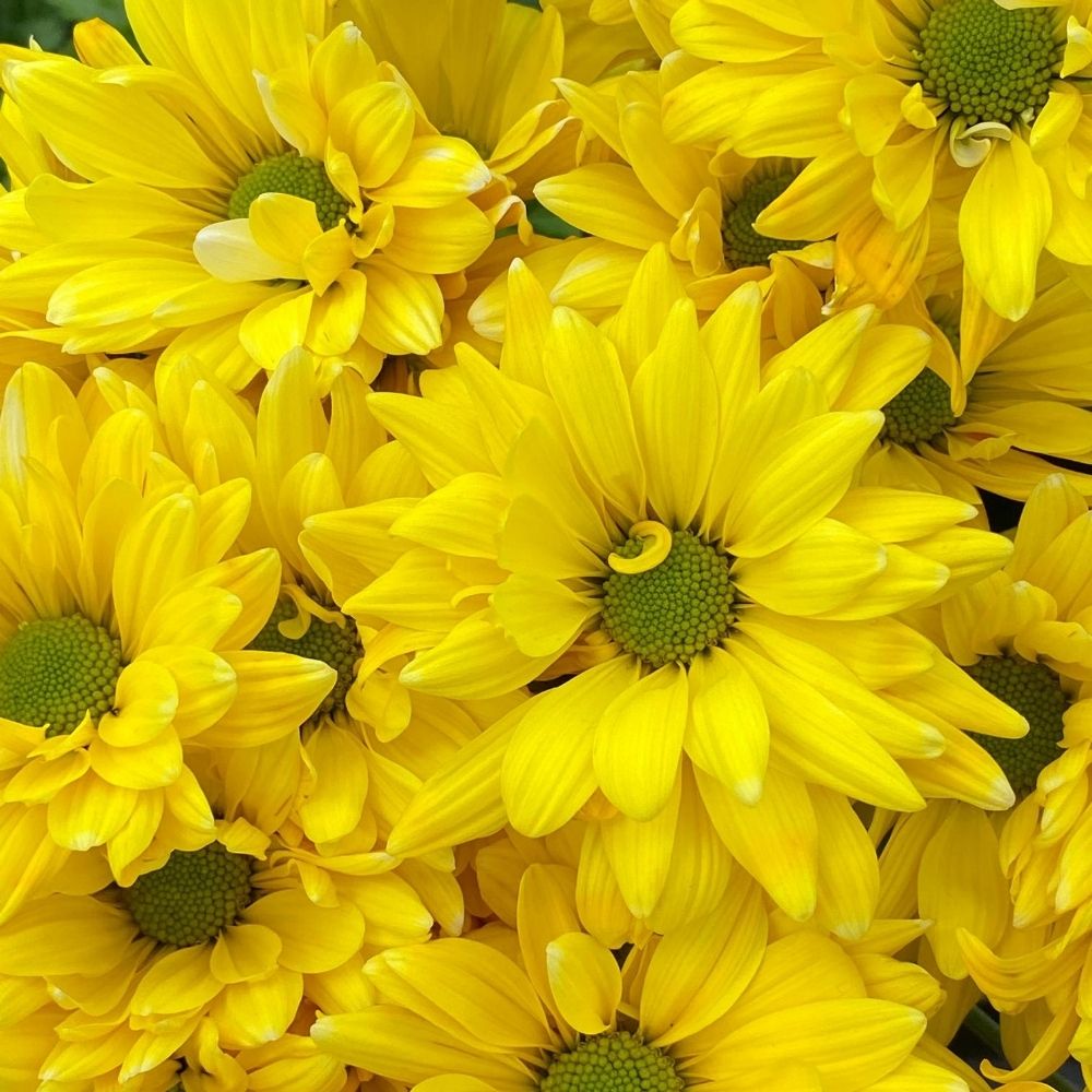 Yellow Neon Tinted Daisy Chrysanthemums Flower - Uniflor