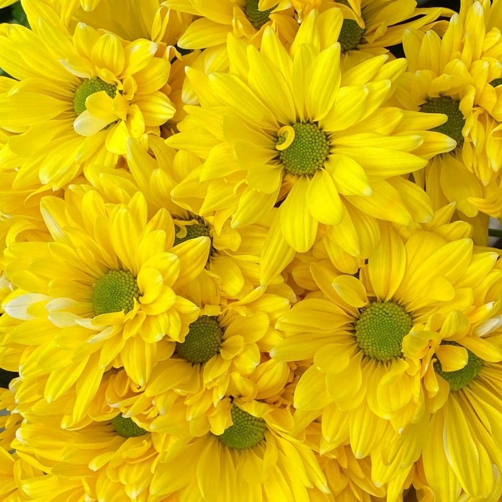 Yellow Neon Tinted Daisy Chrysanthemums Flower - Uniflor
