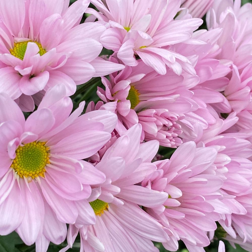 Atlantis Pink - Uniflor