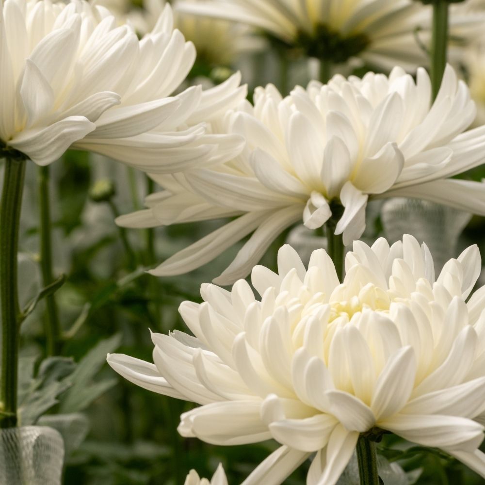 Cremons Archives - Uniflor