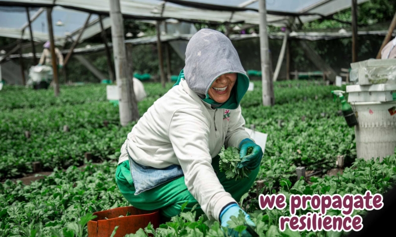 About Us – Uniflor